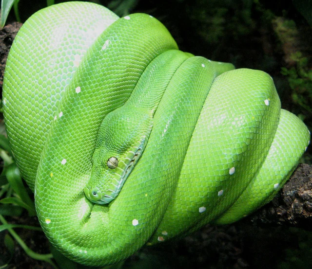 Green Tree Python | Zoo tycoon movie Wikia | Fandom