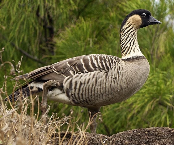 Nene | Zoo tycoon movie Wikia | Fandom