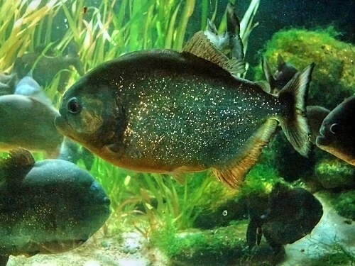 San Francisco Piranha | Zoo tycoon movie Wikia | Fandom