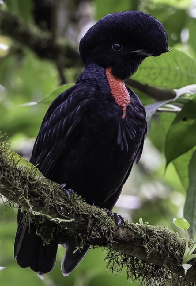 Bare-necked Umbrellabird | Zoo tycoon movie Wikia | Fandom