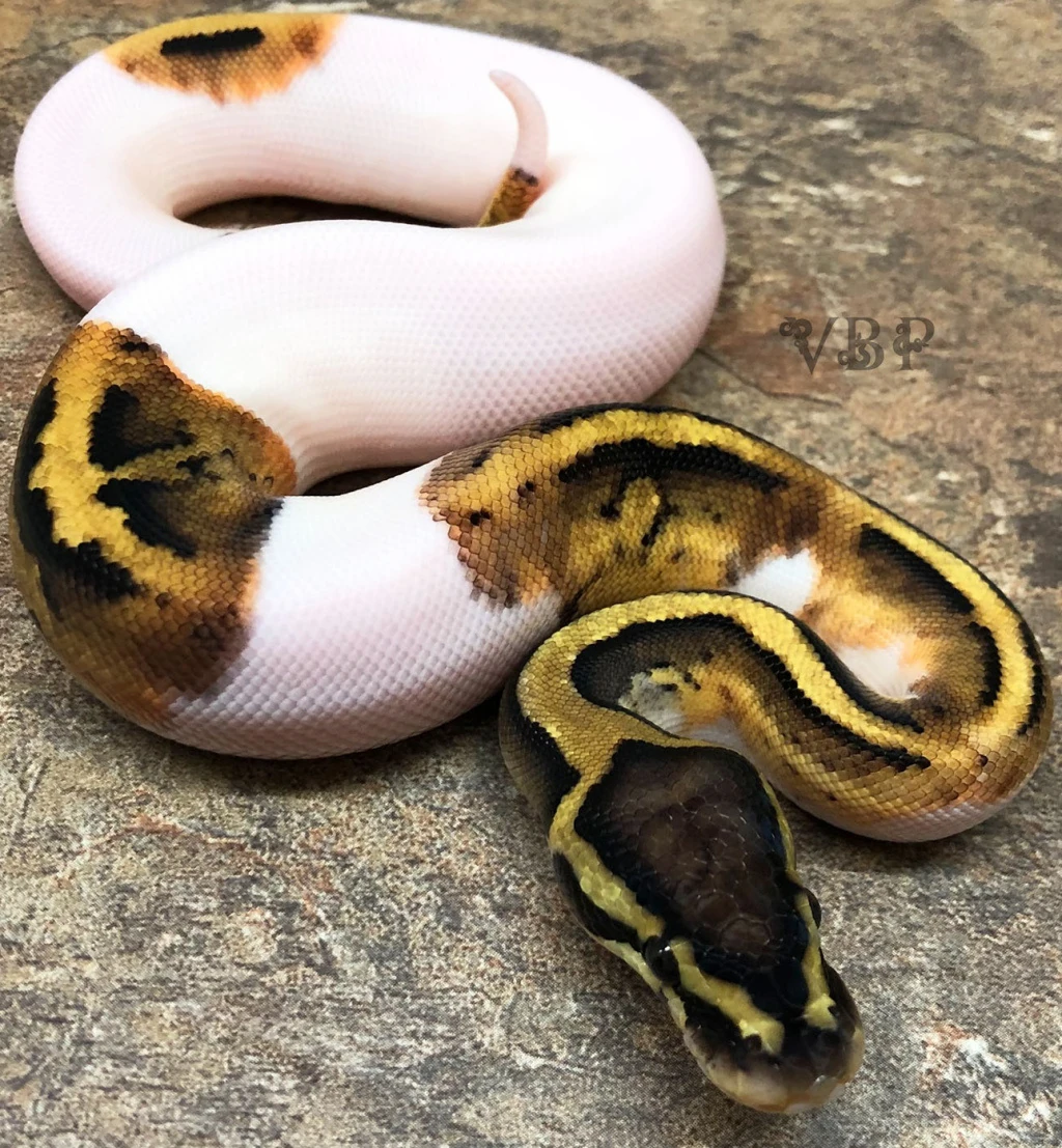 Ball Python | Zoo tycoon movie Wikia | Fandom