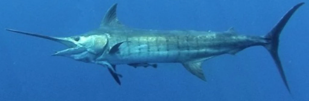 Atlantic Blue Marlin | Zoo tycoon movie Wikia | Fandom