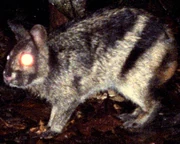 Sumatran Striped Rabbit | Zoo tycoon movie Wikia | Fandom