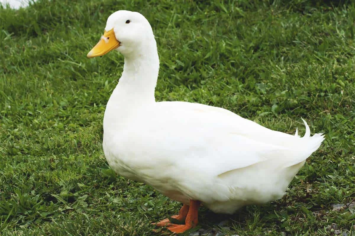 Domestic Duck | Zoo tycoon movie Wikia | Fandom