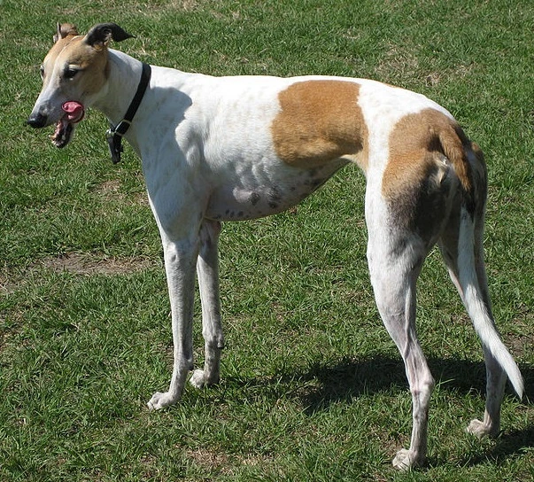 Greyhound | Zoo tycoon movie Wikia | Fandom