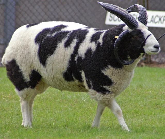 Jacob Sheep | Zoo tycoon movie Wikia | Fandom