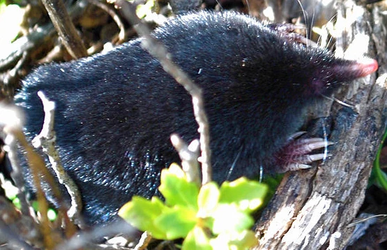 Broad-footed Mole | Zoo tycoon movie Wikia | Fandom