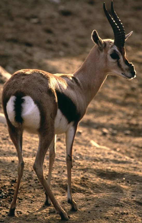 Speke's Gazelle | Zoo tycoon movie Wikia | Fandom