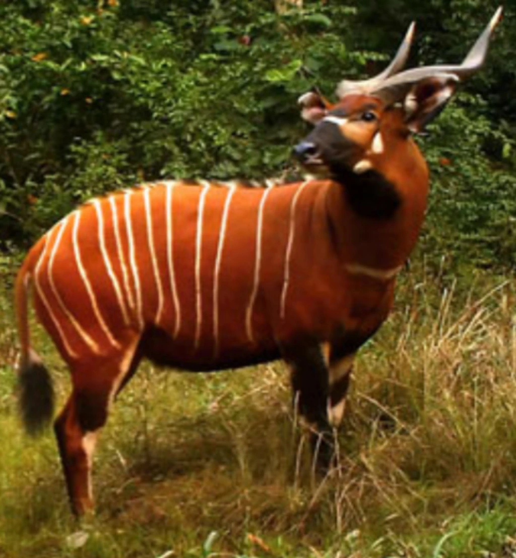 Western Bongo | Zoo tycoon movie Wikia | Fandom