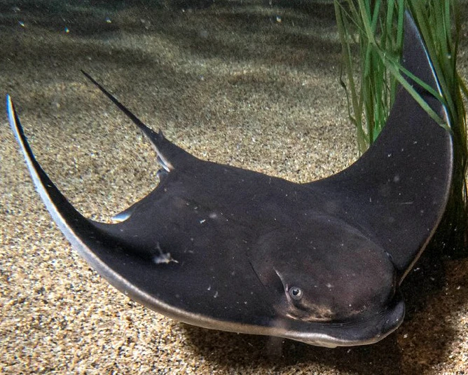 Bat Ray | Zoo tycoon movie Wikia | Fandom