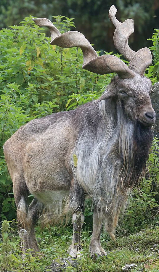 Markhor | Zoo tycoon movie Wikia | Fandom