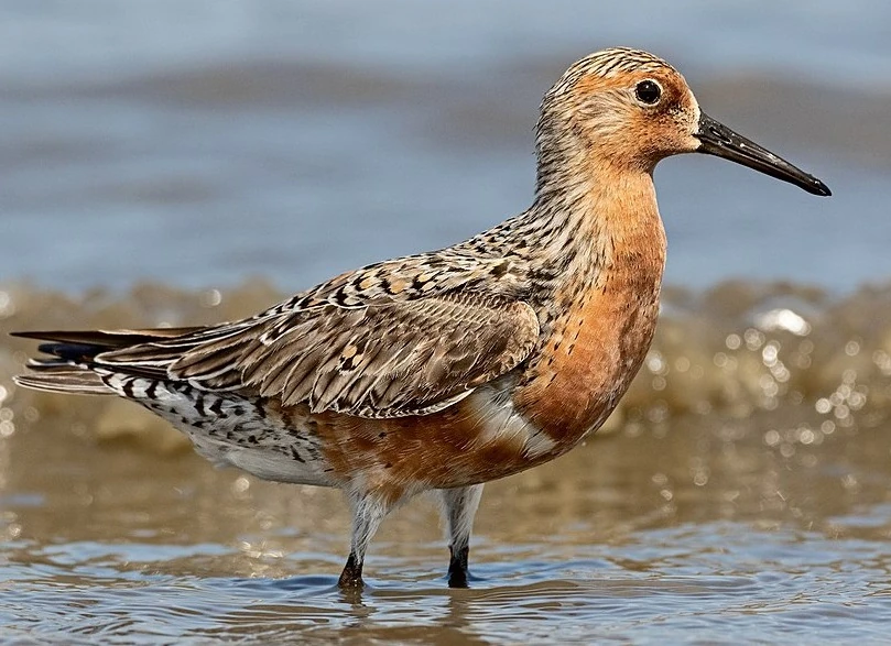 Red Knot | Zoo tycoon movie Wikia | Fandom