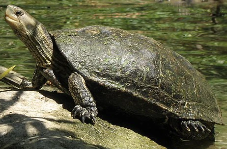 Caspian Turtle | Zoo tycoon movie Wikia | Fandom