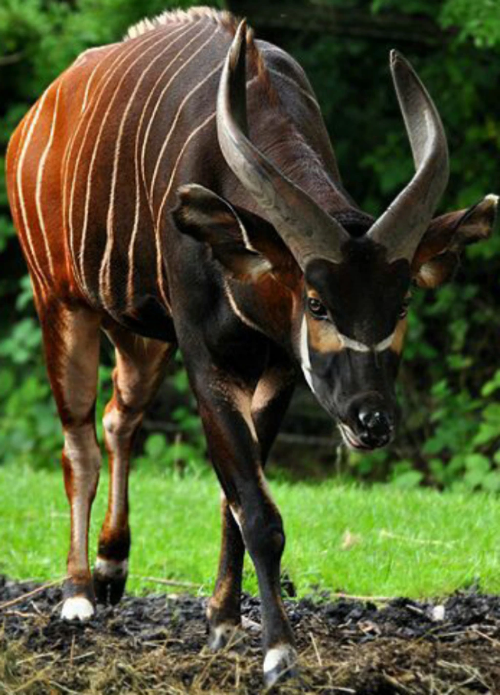 Eastern Bongo | Zoo tycoon movie Wikia | Fandom