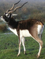 Blackbuck | Zoo tycoon movie Wikia | Fandom