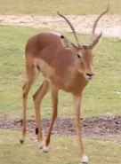 Impala | Zoo tycoon movie Wikia | Fandom