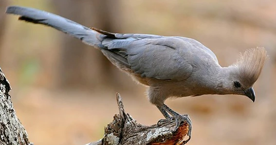 Grey Go-away Bird | Zoo tycoon movie Wikia | Fandom