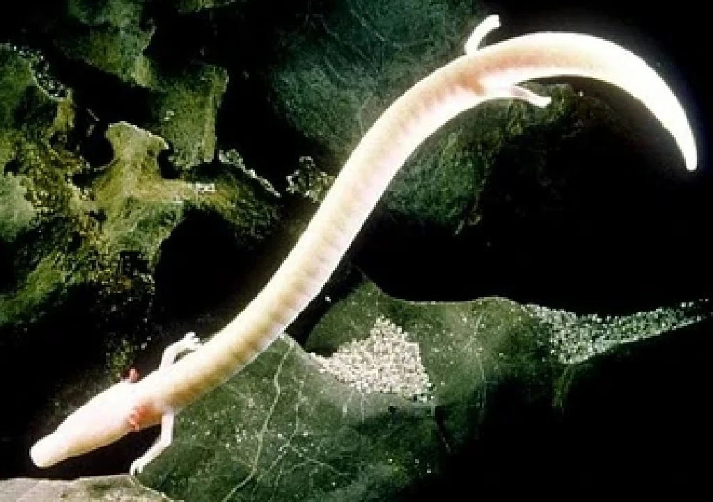 Olm | Zoo tycoon movie Wikia | Fandom