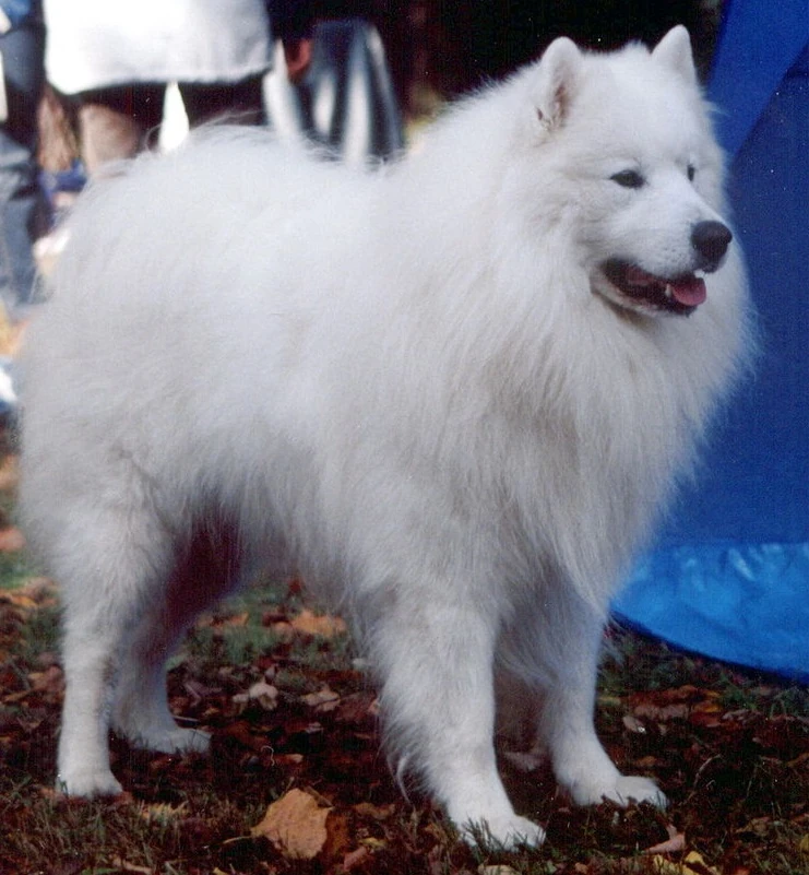 Samoyed Dog | Zoo tycoon movie Wikia | Fandom
