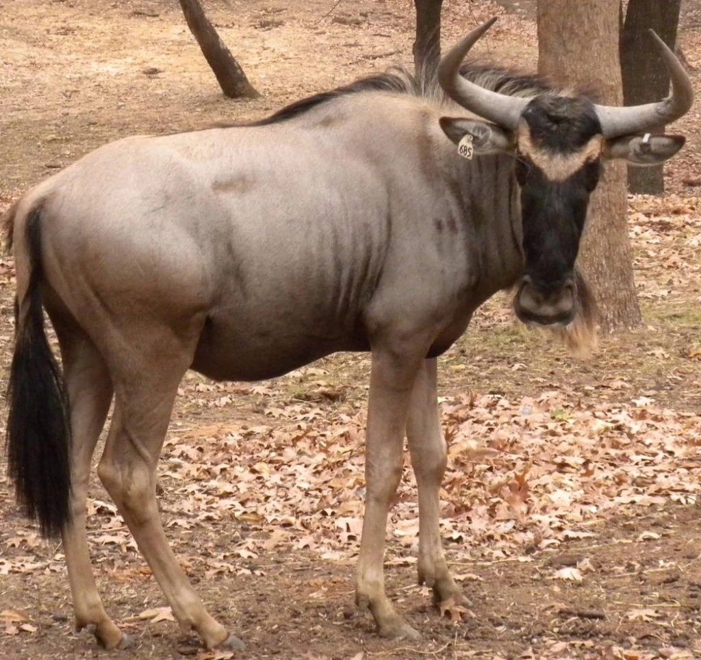 Blue Wildebeest Animals Wiki Fandom Powered By Wikia