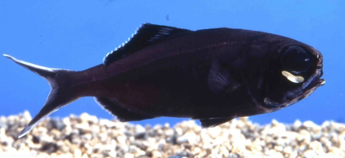 Splitfin Flashlight Fish | Zoo tycoon movie Wikia | Fandom