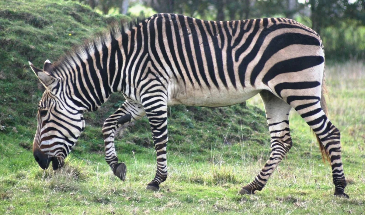 Mountain Zebra | Zoo tycoon movie Wikia | Fandom