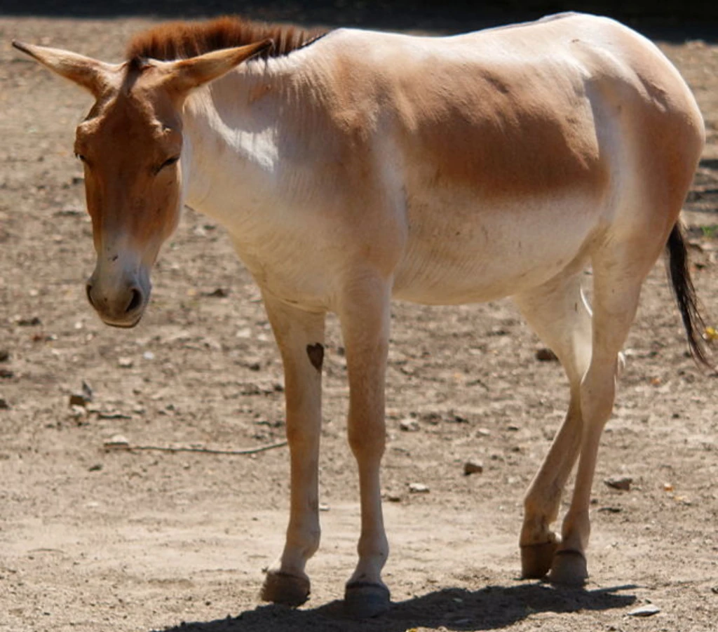 Onager | Zoo tycoon movie Wikia | Fandom