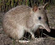 Long-nosed Bandicoot | Zoo tycoon movie Wikia | Fandom