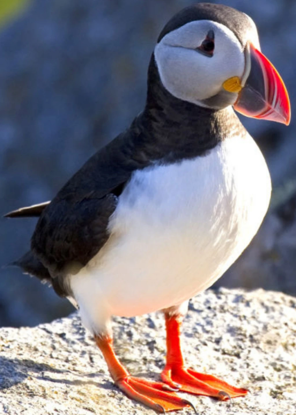 Atlantic Puffin | Zoo tycoon movie Wikia | Fandom