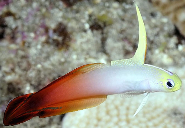 Firefish | Zoo tycoon movie Wikia | Fandom