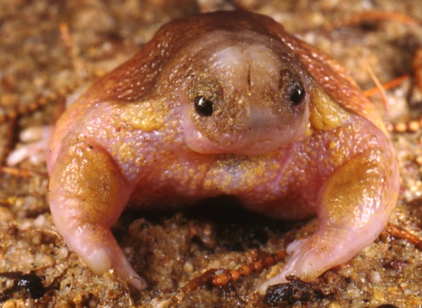 Turtle Frog | Zoo tycoon movie Wikia | Fandom