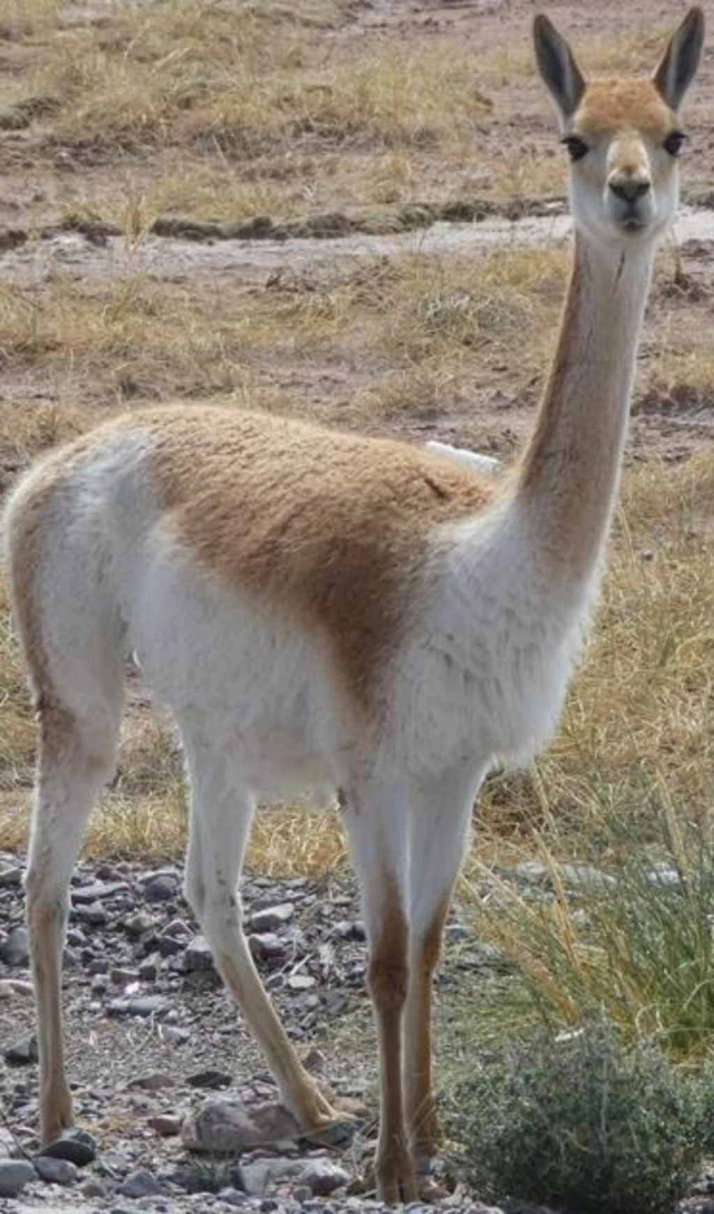Vicuña | Zoo tycoon movie Wikia | Fandom