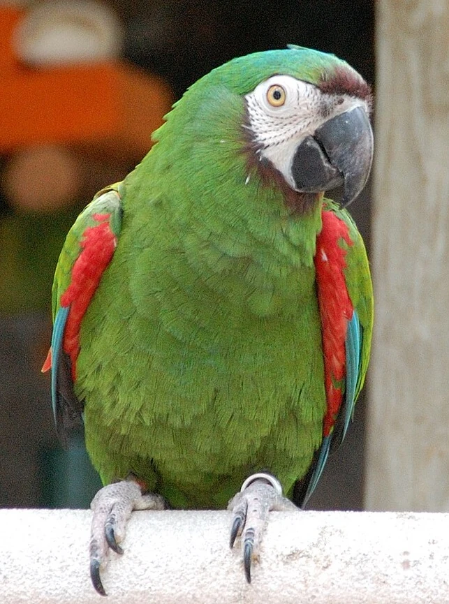Chestnut-fronted Macaw | Zoo tycoon movie Wikia | Fandom