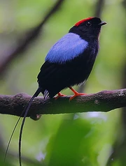 Long-tailed Manakin | Zoo tycoon movie Wikia | Fandom