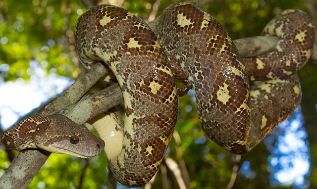 Malagasy Tree Boa | Zoo tycoon movie Wikia | Fandom