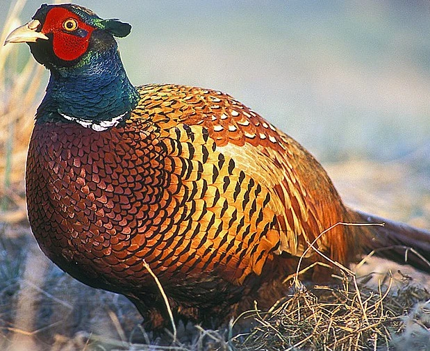 Ring-necked Pheasant | Zoo tycoon movie Wikia | Fandom