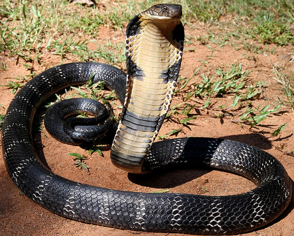 Tropical Rainforest King Cobra