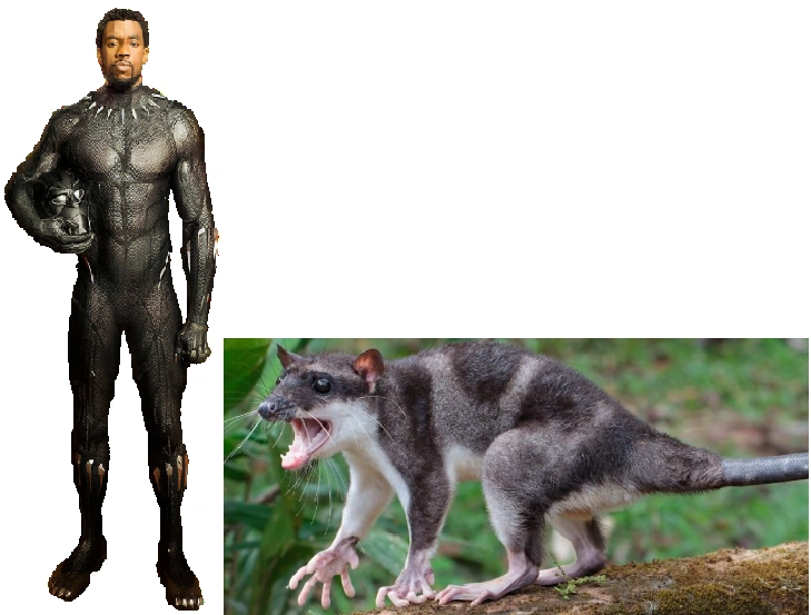 Yapok | Zoo tycoon movie Wikia | Fandom