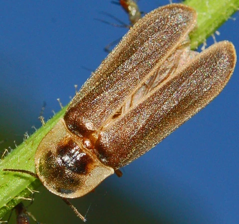 Common Glow-Worm | Zoo tycoon movie Wikia | Fandom