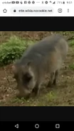 Common Warthog | Zoo tycoon movie Wikia | Fandom