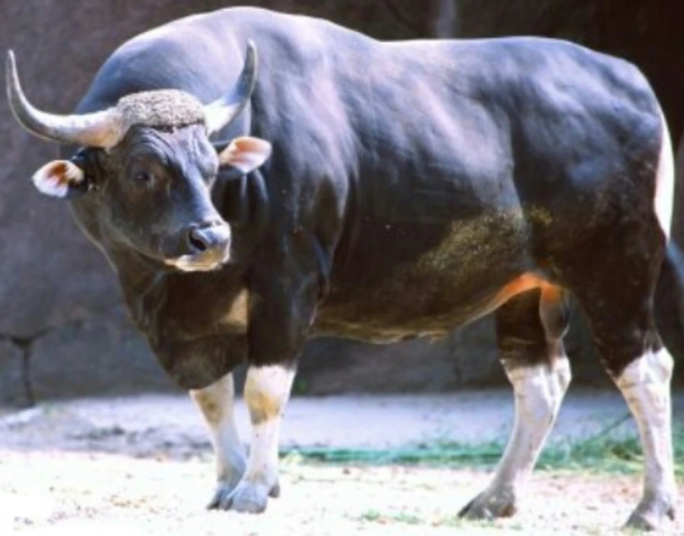 Definitive Guide To Banteng Facts Habitat Conservation Status Zoo