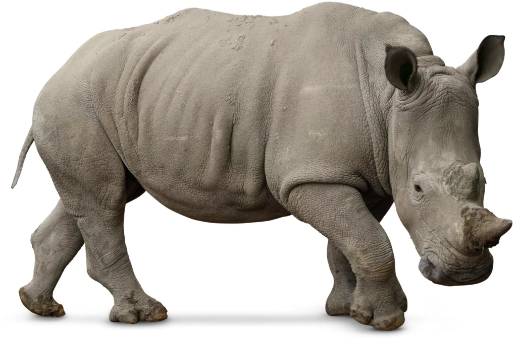 Southern White Rhinoceros | Zoo tycoon movie Wikia | Fandom