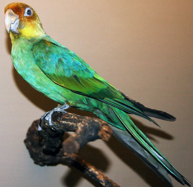 Carolina Parakeet | Zoo tycoon movie Wikia | Fandom