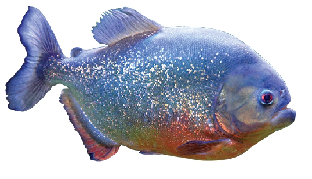 Red-bellied Piranha | Zoo tycoon movie Wikia | Fandom