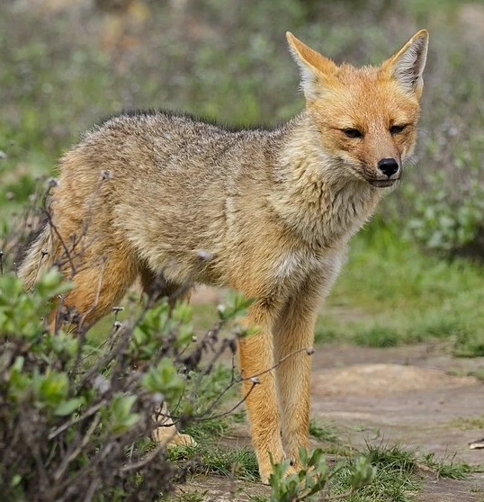 Culpeo | Zoo tycoon movie Wikia | Fandom