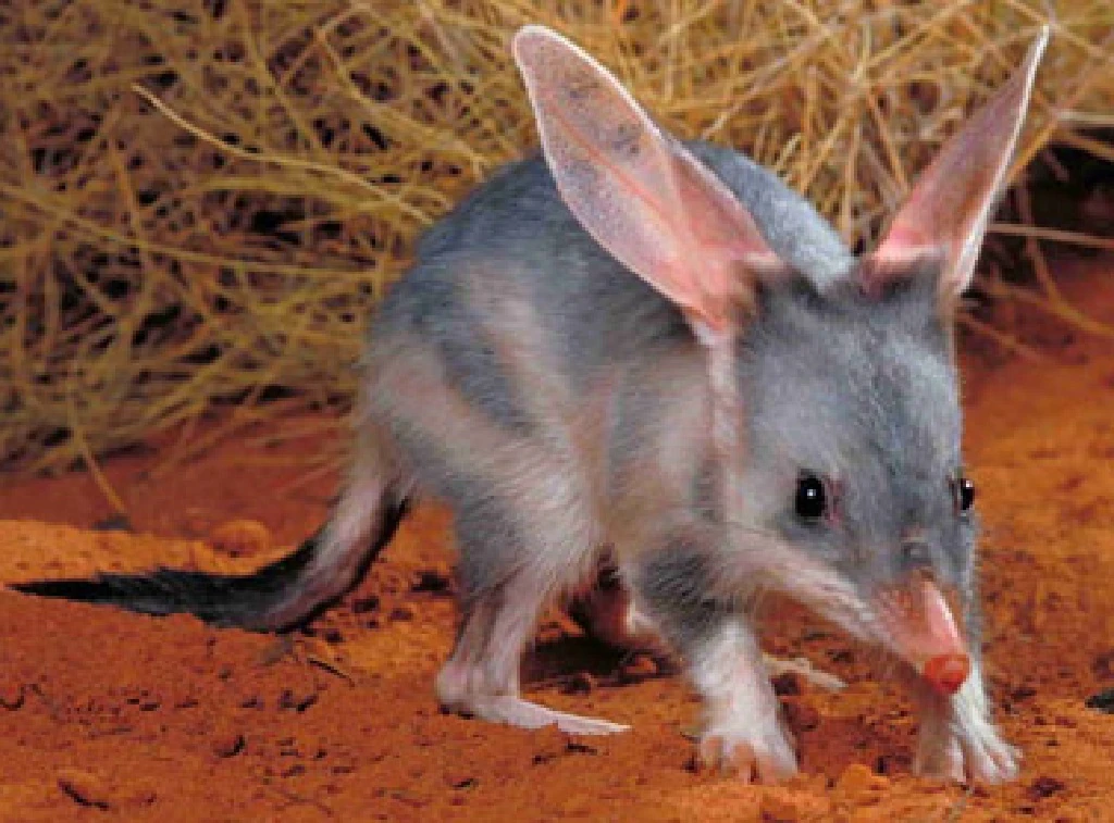 Greater Bilby | Zoo tycoon movie Wikia | Fandom