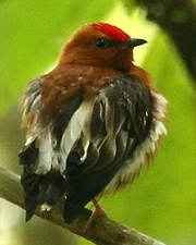 Club-winged Manakin | Zoo tycoon movie Wikia | Fandom