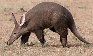 Eastern Aardvark | Zoo tycoon movie Wikia | Fandom