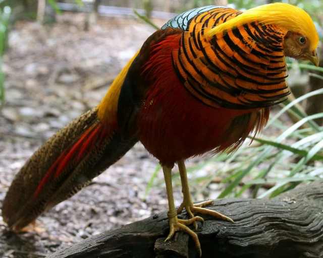 Golden Pheasant | Zoo tycoon movie Wikia | Fandom