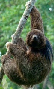 Maned Sloth | Zoo tycoon movie Wikia | Fandom